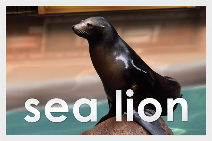 Sea Lion | iKnowABC